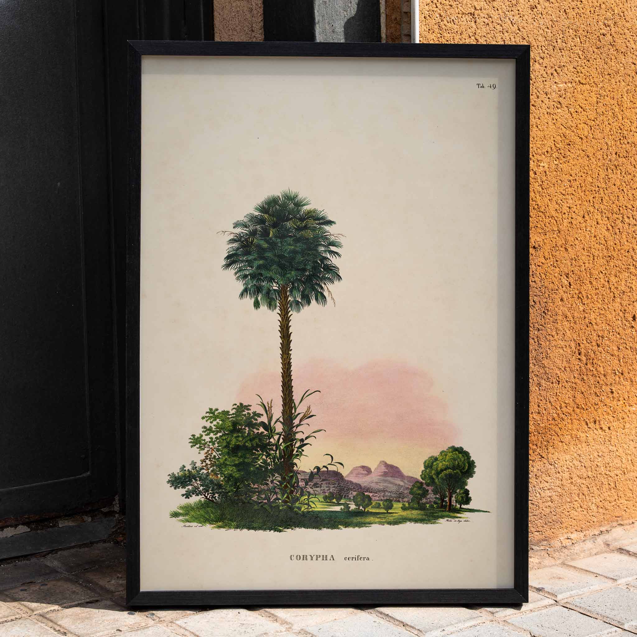 Poster | Corypha cerifera Arruda, 1823 | MORYARTY